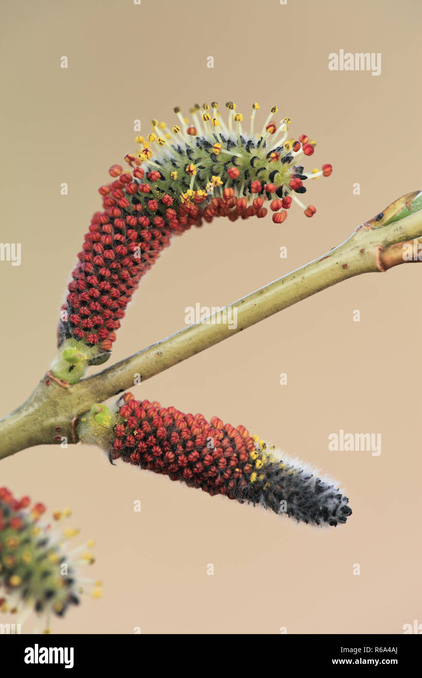 Purple osier hi-res stock photography and images - Alamy