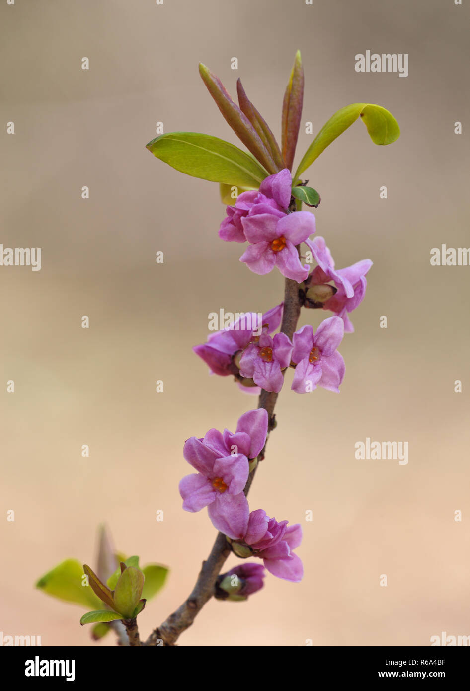 Daphne trees hi-res stock photography and images - Alamy