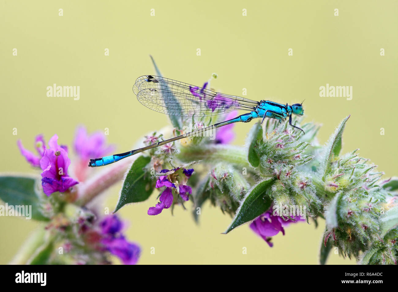 Common Blue Damselfly Stock Photo - Alamy