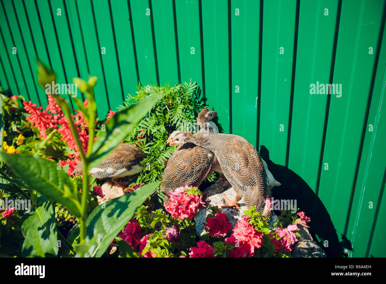 helmitted Guinea fowl walking around looking food Stock Photo - Alamy