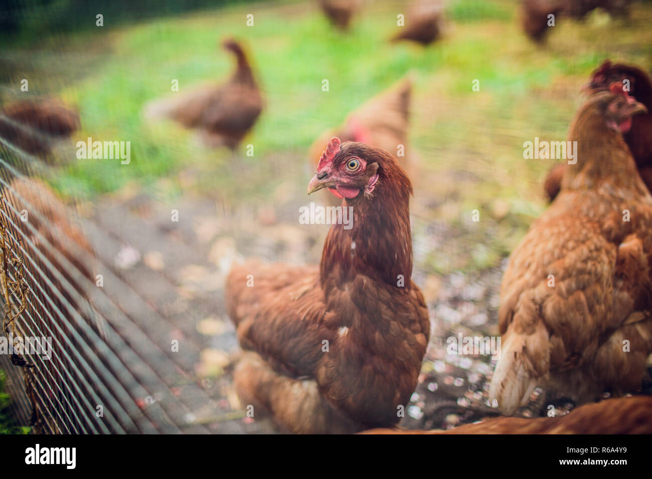 Rooster and chickens on traditional free range poultry farm Stock Photo ...