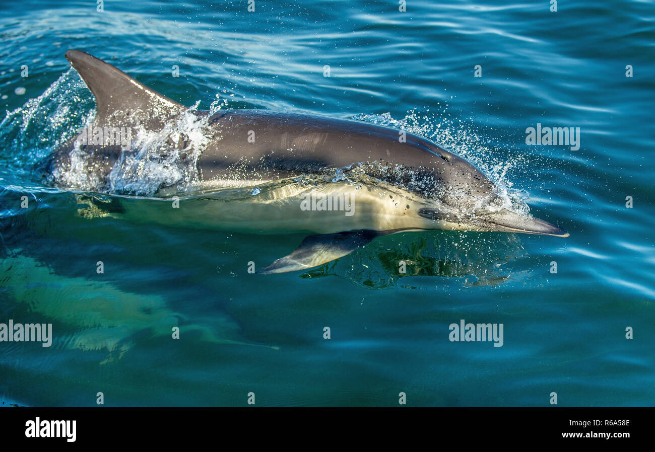 Dolphin, swimming in the ocean. The Long-beaked common dolphin ...