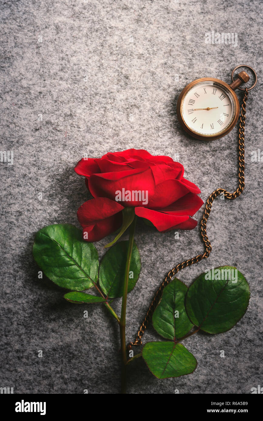 Red rose and a vintage pocket clock Stock Photo - Alamy