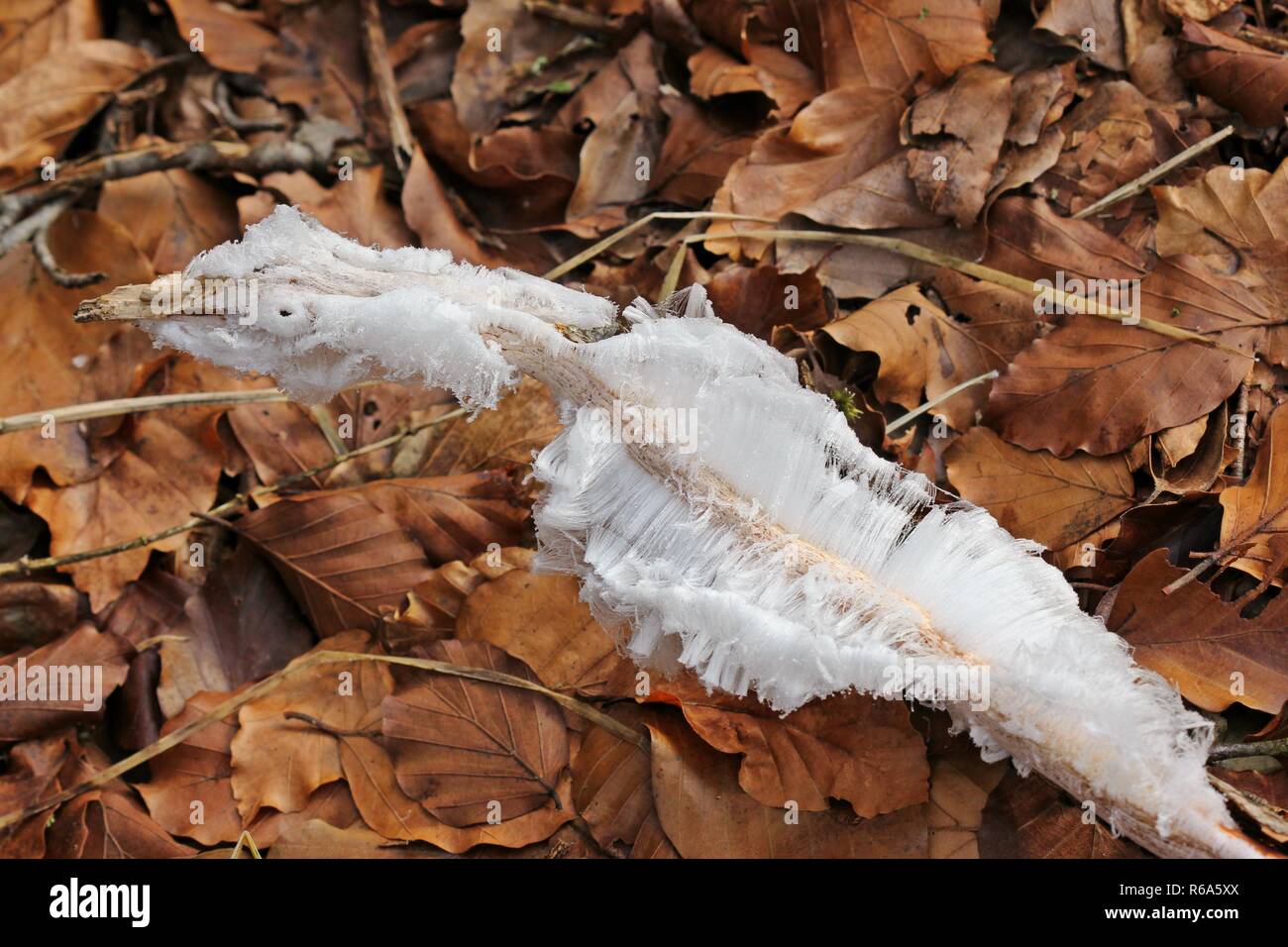 hair-bird on the hoher meissner Stock Photo - Alamy