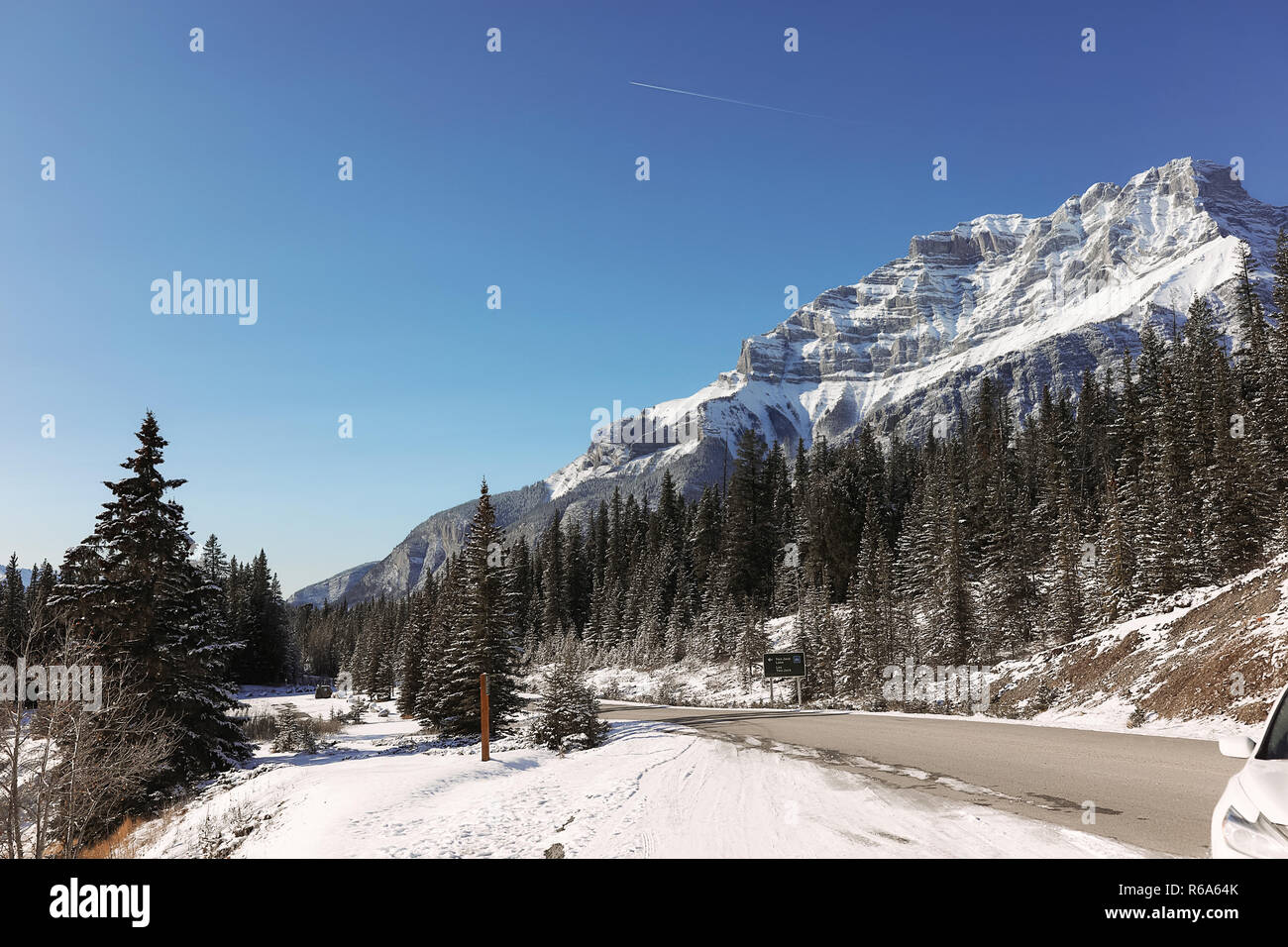Dense alpine forest hi-res stock photography and images - Alamy