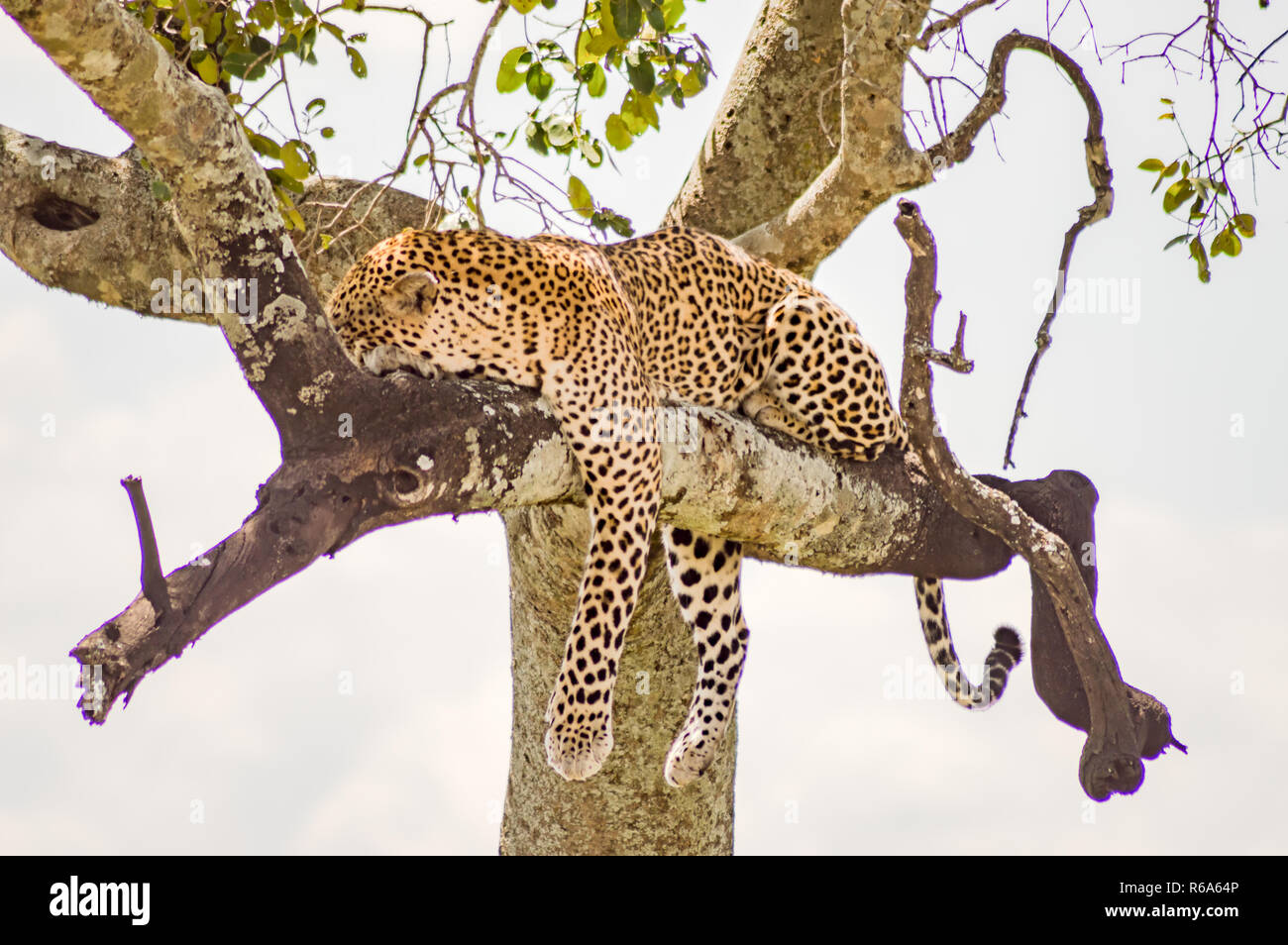 Leopard hanging on tree hi-res stock photography and images - Alamy