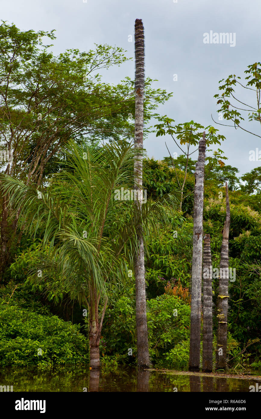 Traditional amazon riverboat hi-res stock photography and images - Alamy