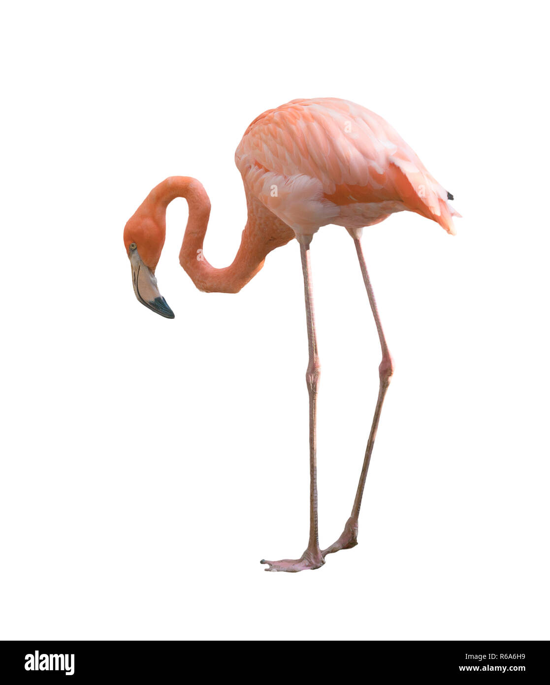 flamingo bird isolated Stock Photo - Alamy