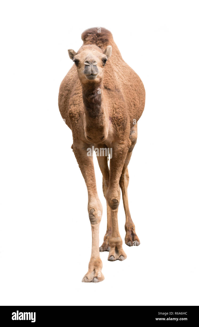 Arabian camel isolated on white background Stock Photo - Alamy
