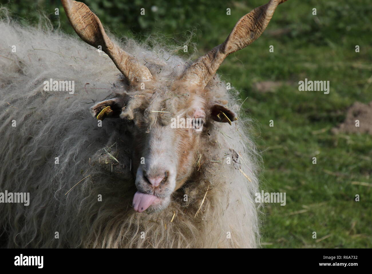 Racka flock hi-res stock photography and images - Alamy