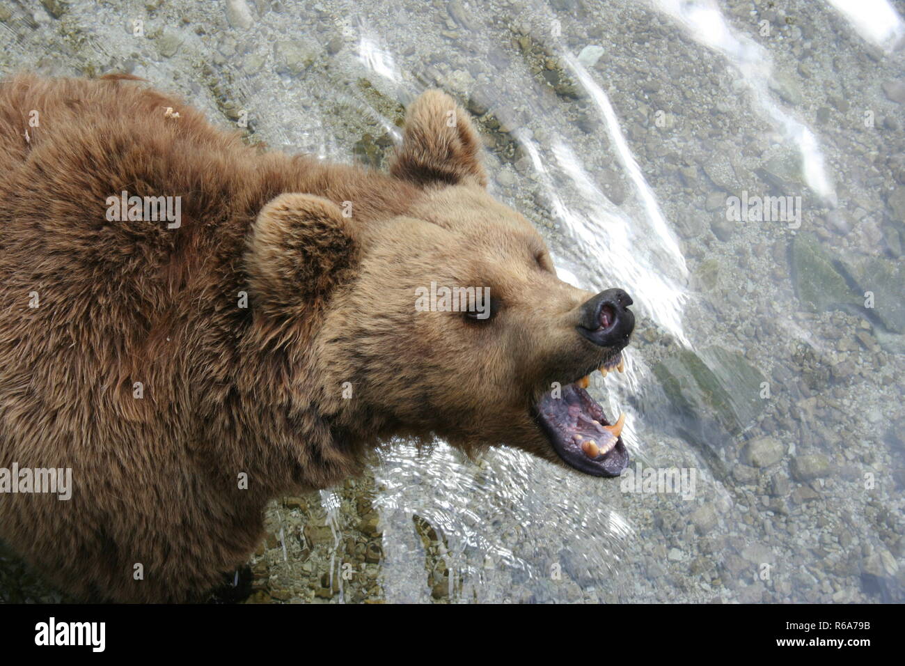 Alaska bear skin hi-res stock photography and images - Alamy