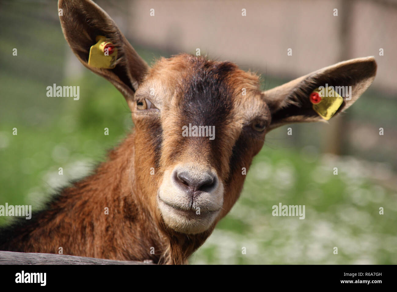 Looking right of camera hi-res stock photography and images - Alamy