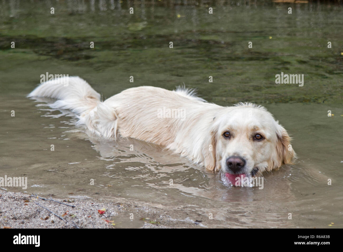 Golden Retriever Enjoys The Water Splash In A Small Pond Stock Photo ...
