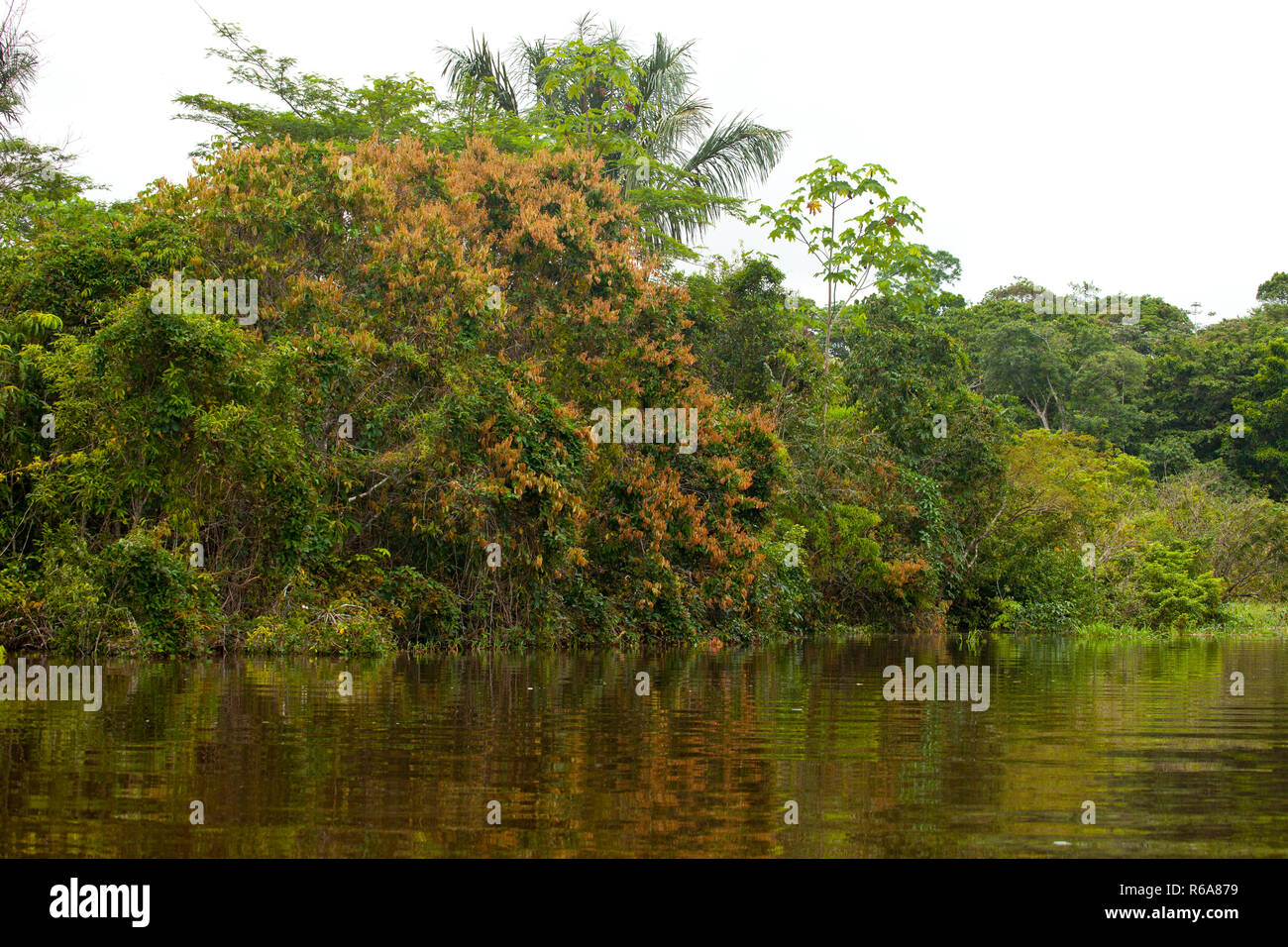 Traditional amazon riverboat hi-res stock photography and images - Alamy