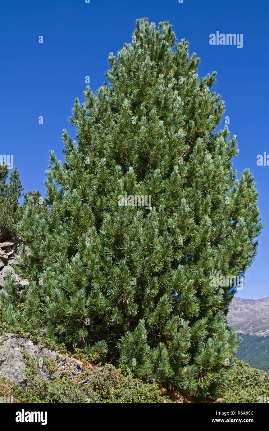 The Arve, Also Called Stone Pine Is At Home In The Highlands Of The ...