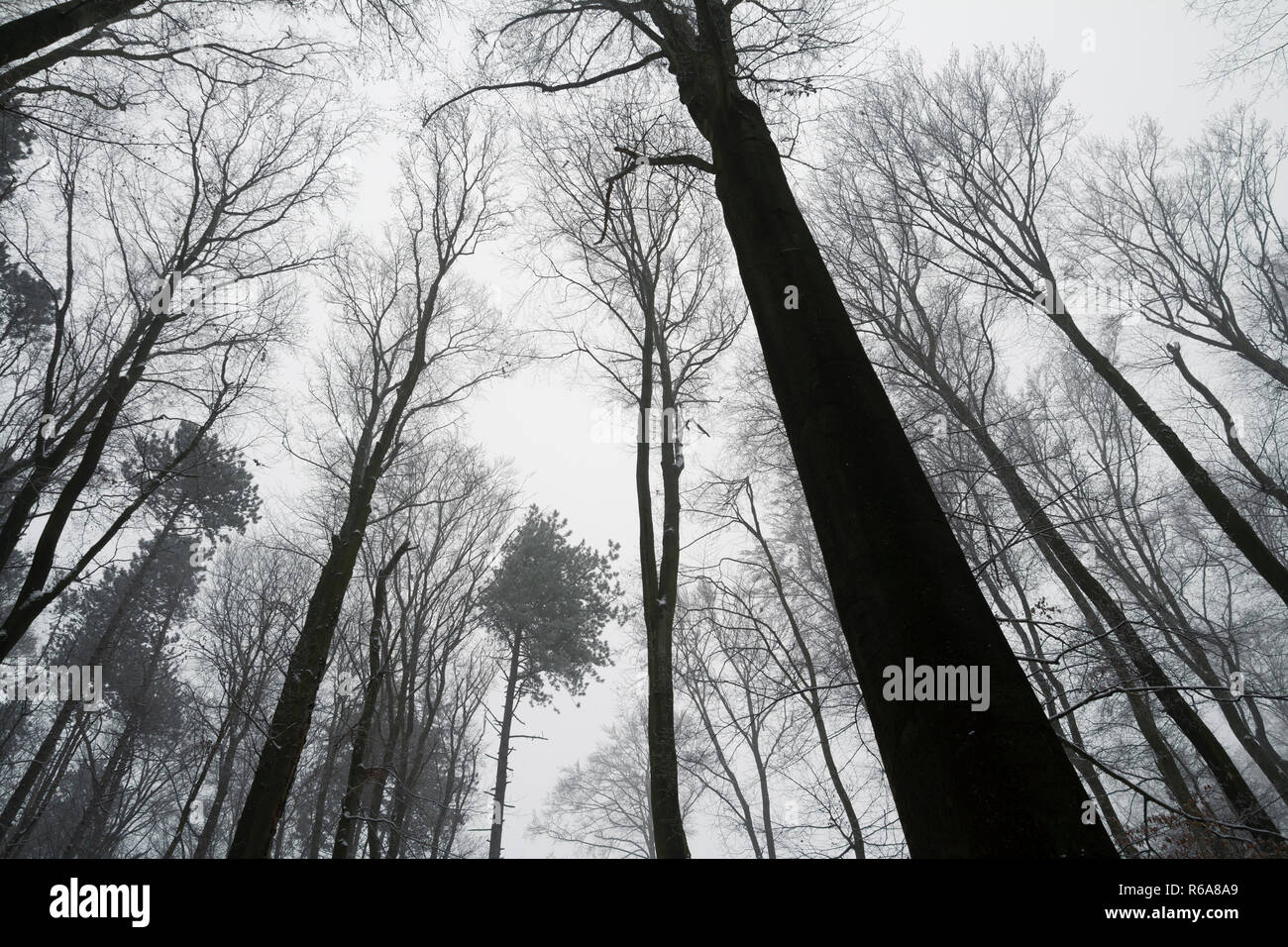 leafless deciduous forest treetops in winter. silhouette of trees in ...