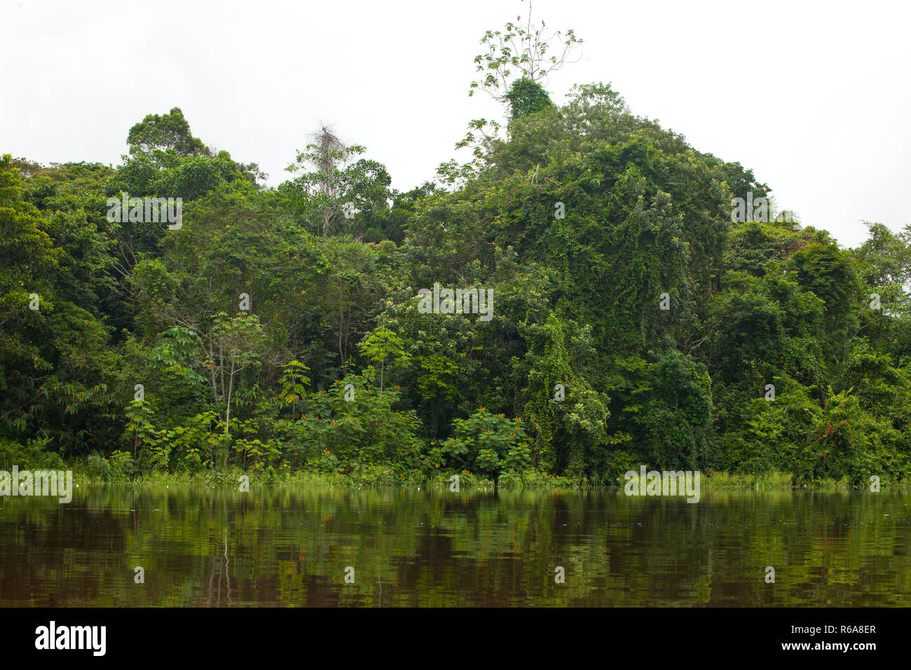 Amazon scene hi-res stock photography and images - Alamy