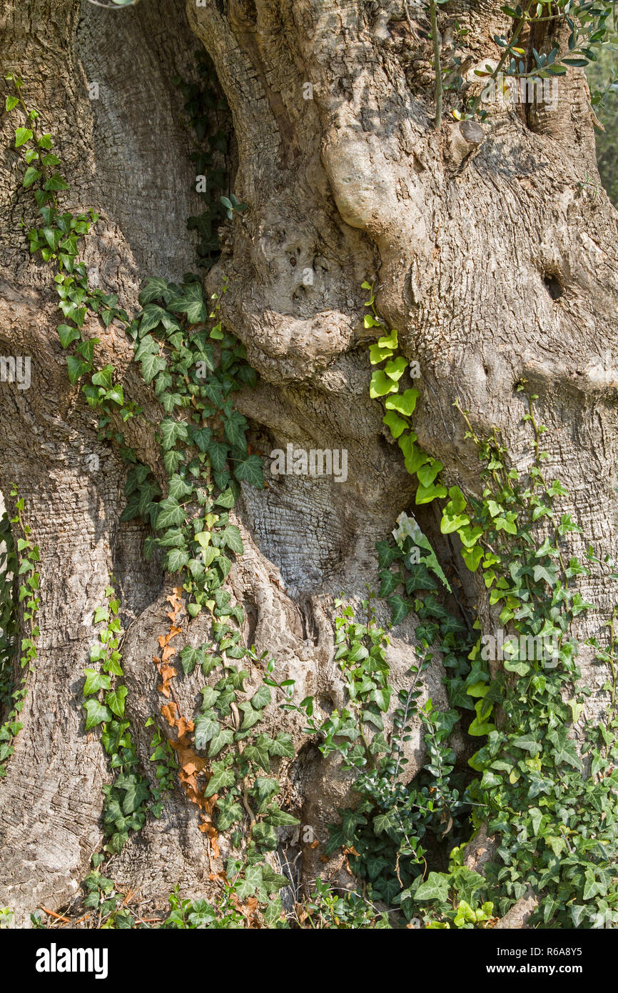 Old Gnarled Olive Tree Trunks Are A Fascinating Work Of Nature Stock ...