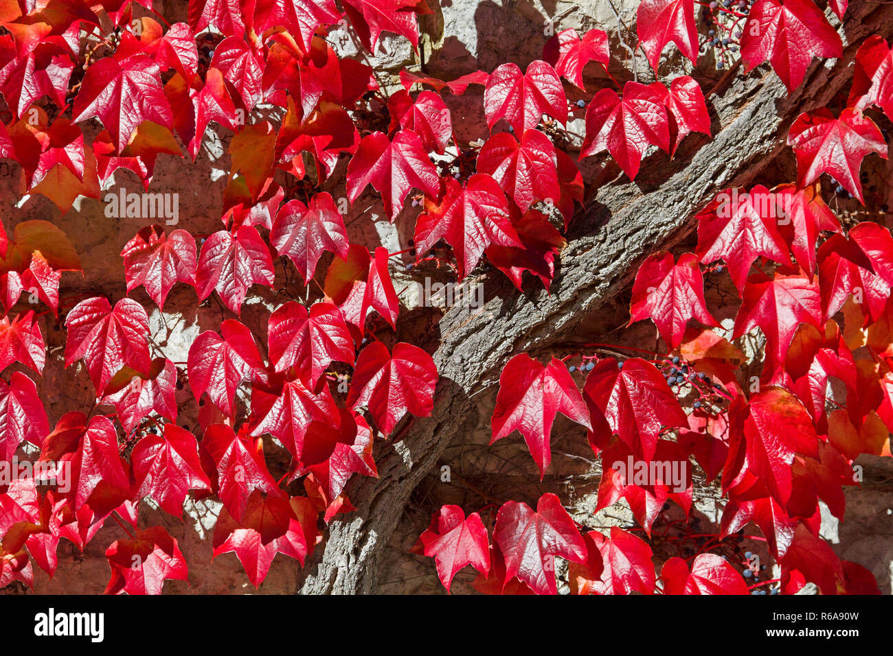 Rankpflanze hi-res stock photography and images - Alamy