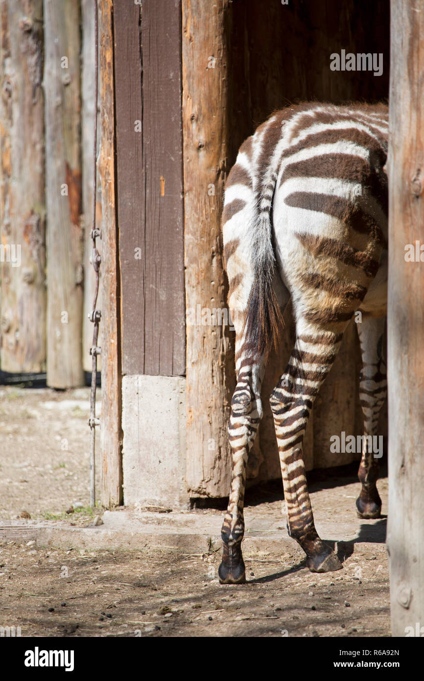 Back Of A Zebra On Entering His Shelter Stock Photo - Alamy