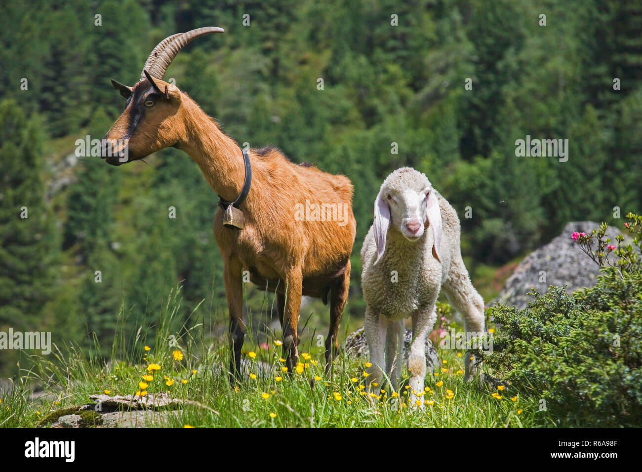Milch Goat High Resolution Stock Photography and Images - Alamy