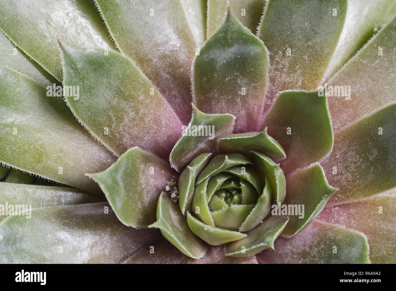 Thickleaf hi-res stock photography and images - Alamy