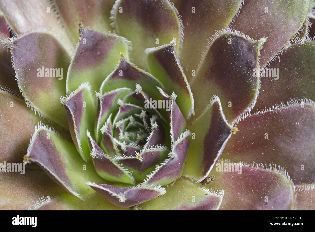 The Houseleek Is Found Mainly In Fur-Crossed Mountains Or In Stone ...