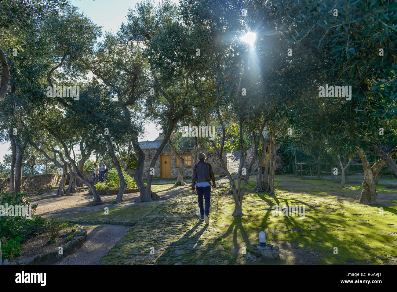 Olivenhain hi-res stock photography and images - Alamy