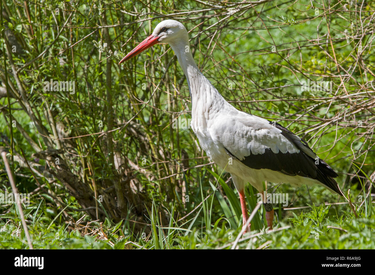 Storks Have A Long Neck, Long Legs And A Large Elongated Beak Stock ...