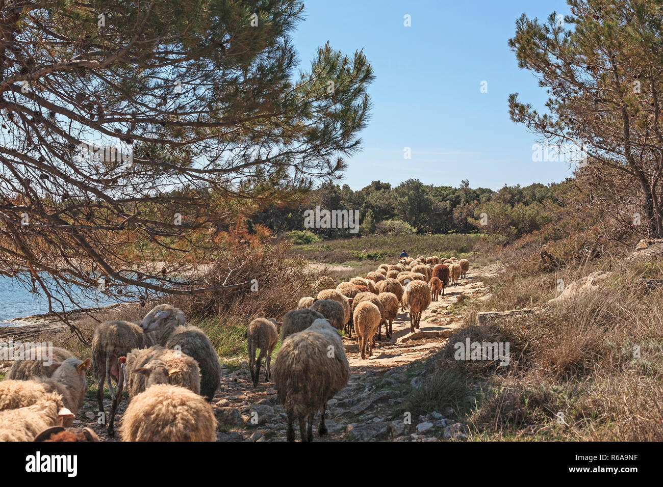 Comfortable Sheep In Istria Will Find Grasses And Food On The Karst ...