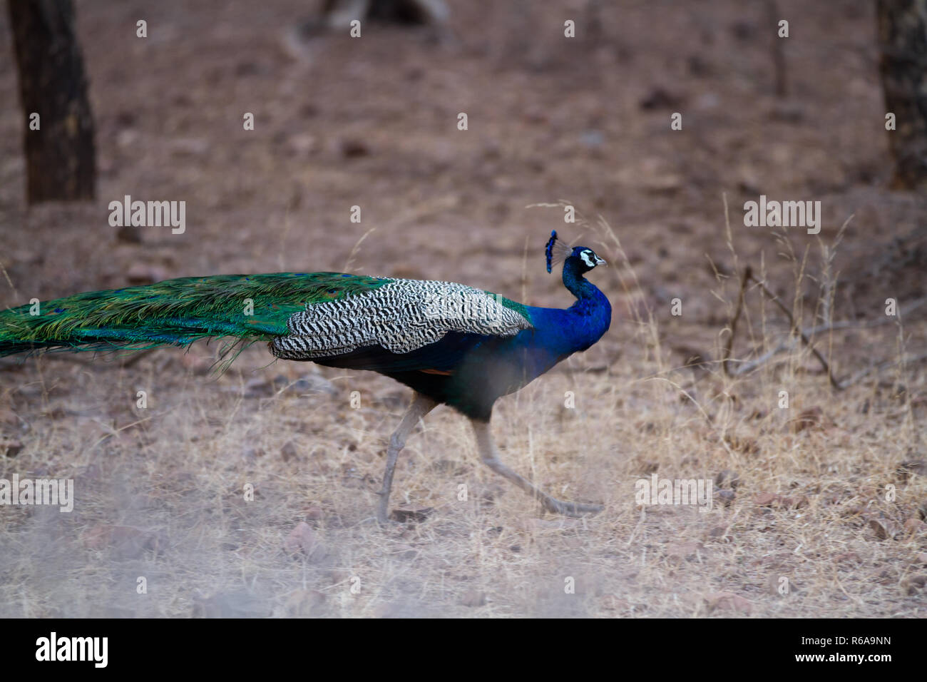 Peacock tail fanning hi-res stock photography and images - Alamy