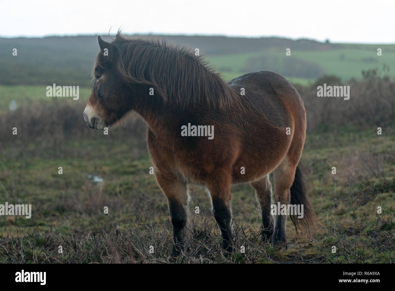 Wild Exmoor pony horses, Exmoor National Park, Somerset UK Stock Photo ...