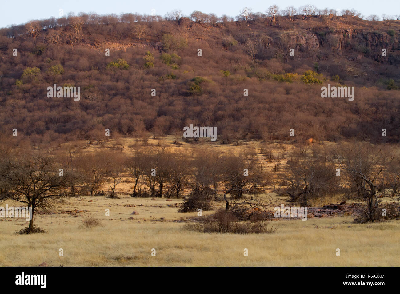 landscape of ranthambore reserve in india Stock Photo - Alamy