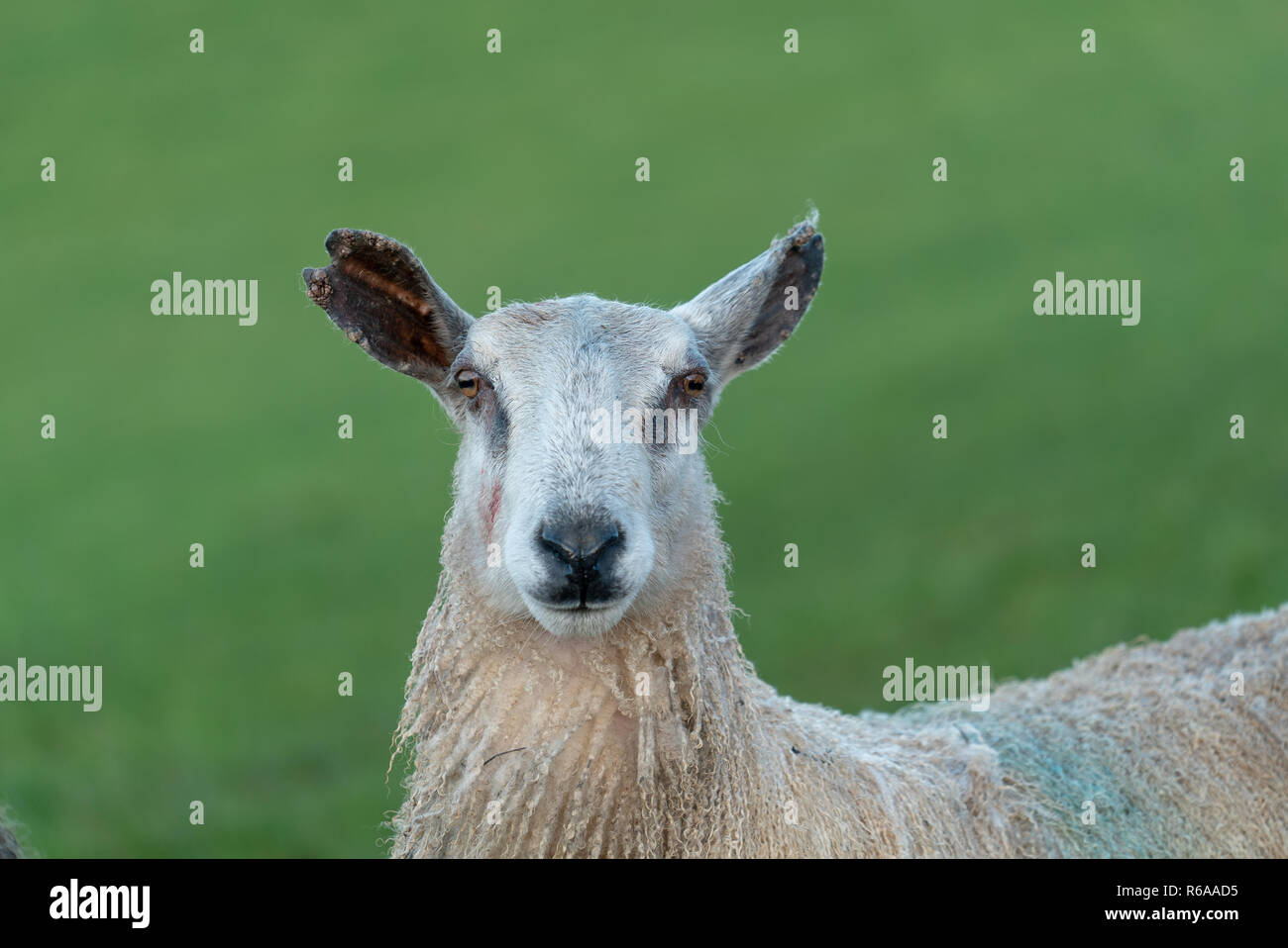Bluefaced leicester sheep hi-res stock photography and images - Alamy