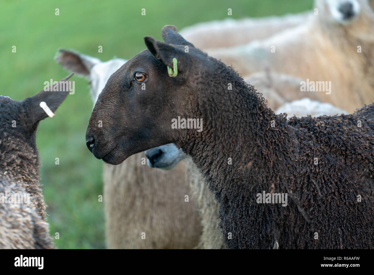 Bluefaced leicester sheep hi-res stock photography and images - Alamy
