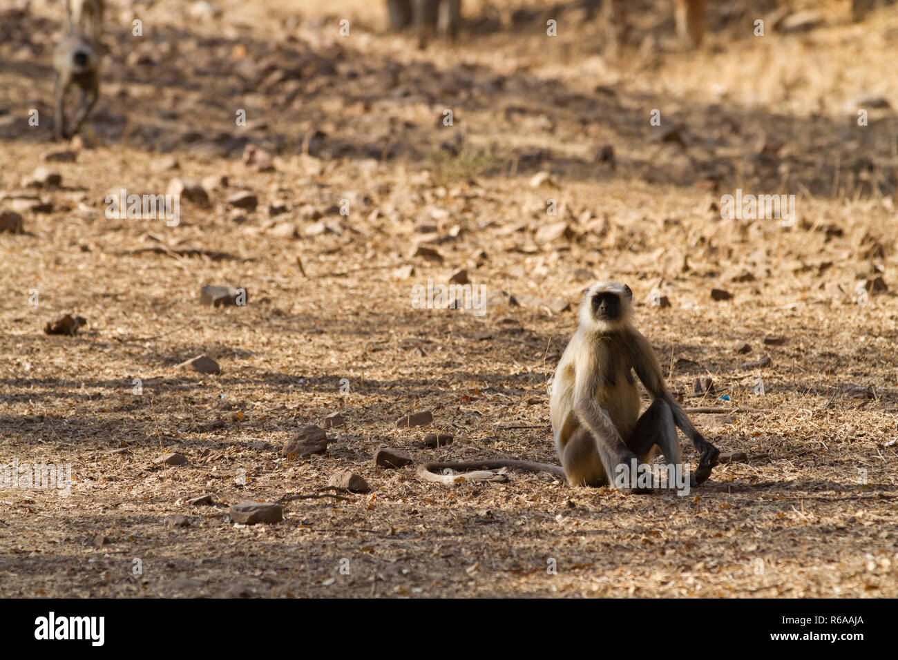 Monkeies hi-res stock photography and images - Alamy