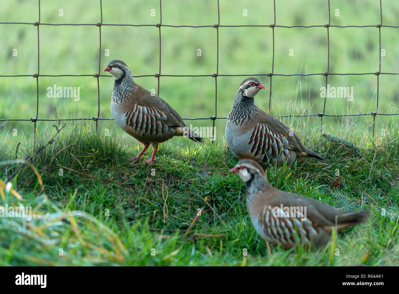 Red-legged partridge at Exmoor National Park Stock Photo - Alamy