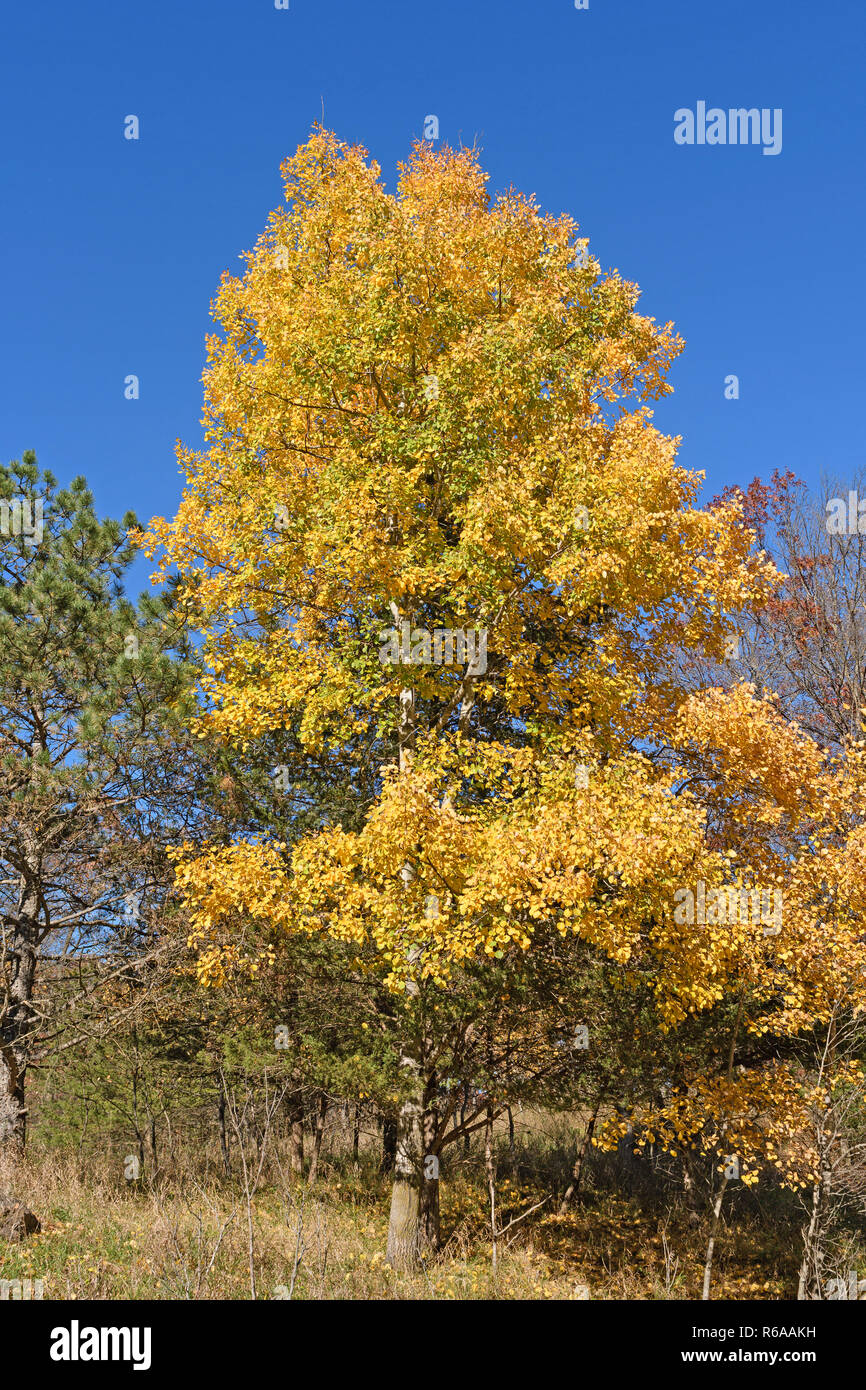 Yellow Colors in the Fall Stock Photo - Alamy