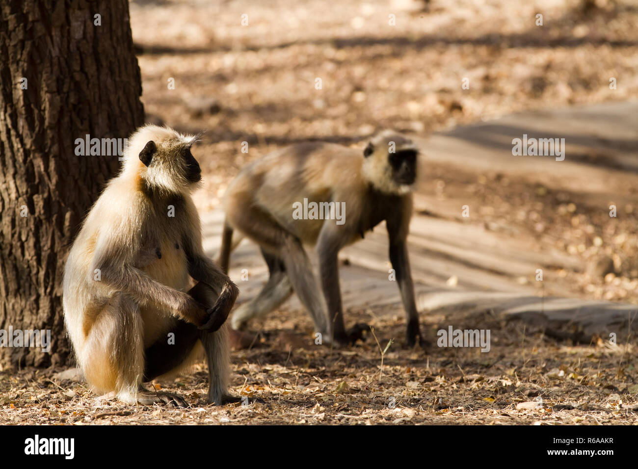 monkeies of ranthambore reserve in india Stock Photo - Alamy
