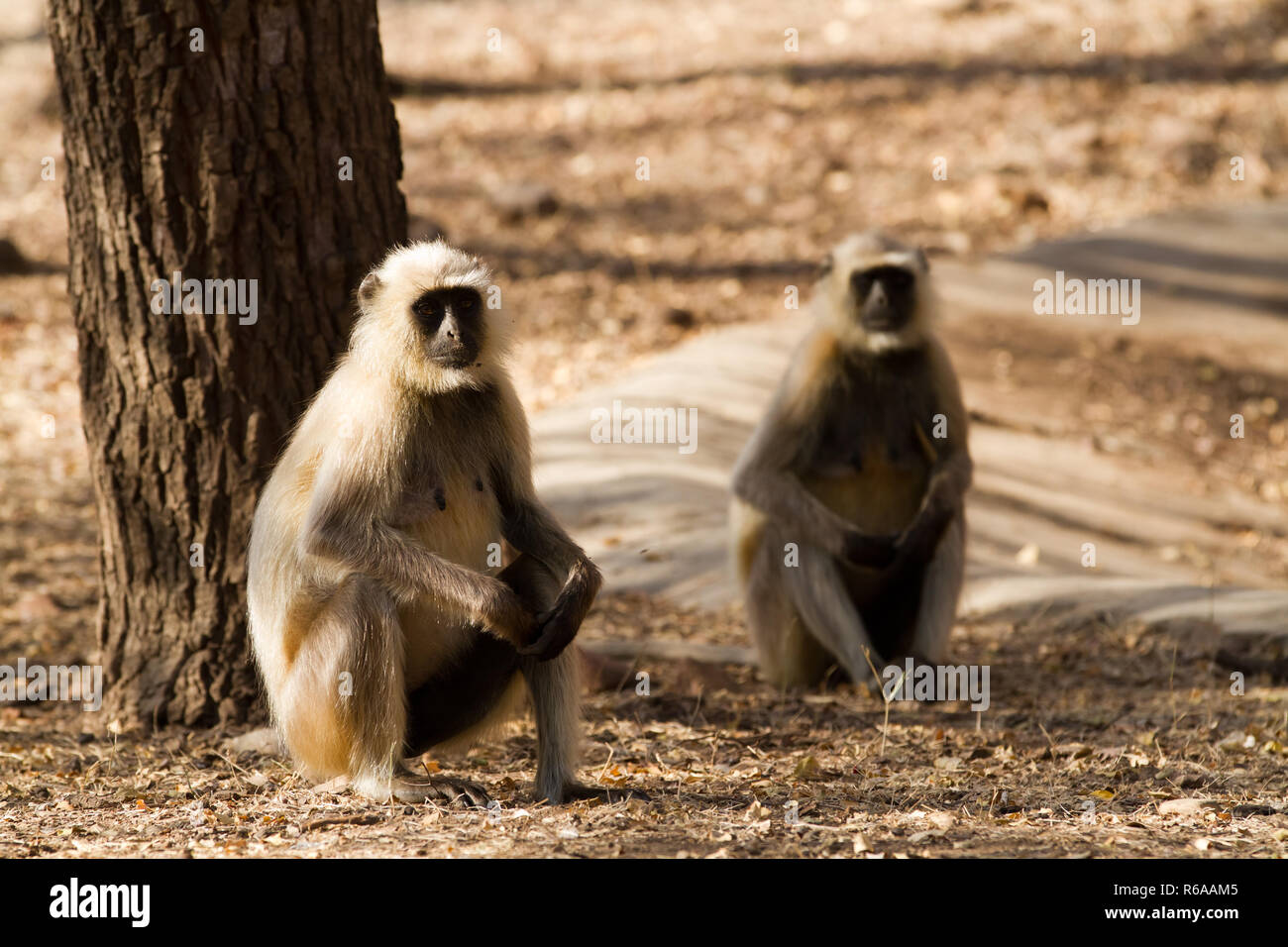 monkeies of ranthambore reserve in india Stock Photo - Alamy