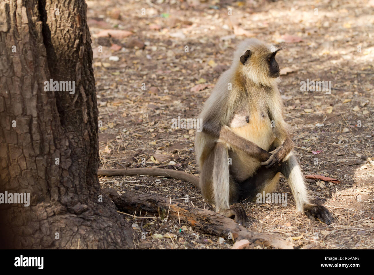 monkeies of ranthambore reserve in india Stock Photo - Alamy