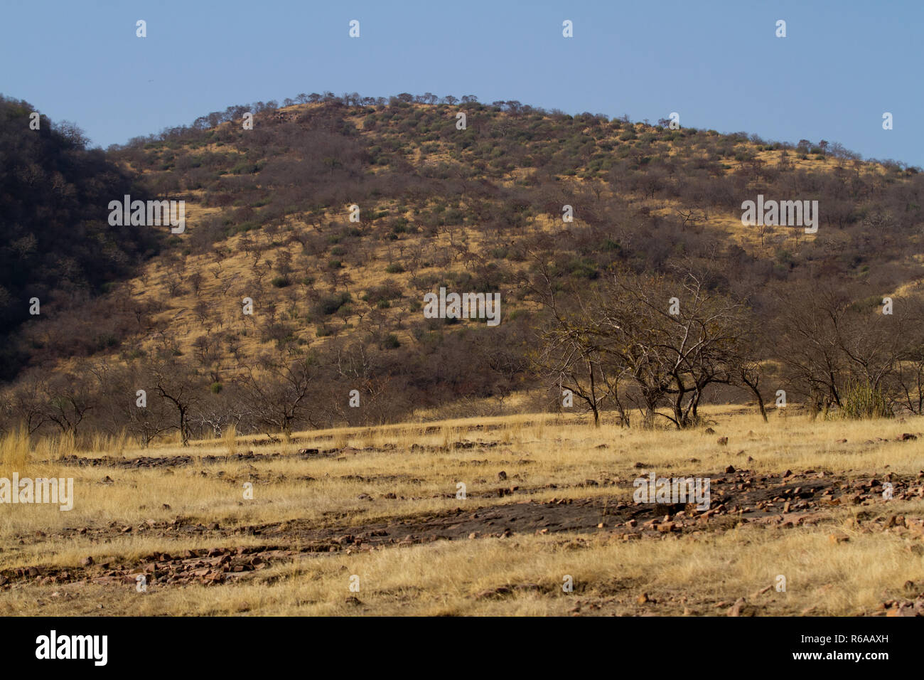 landscape of ranthambore reserve in india Stock Photo - Alamy