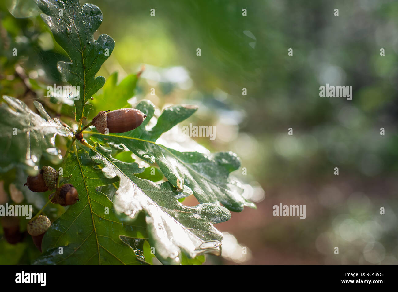 Close-up view of fresh attractive acorns between leaves on oak tree ...