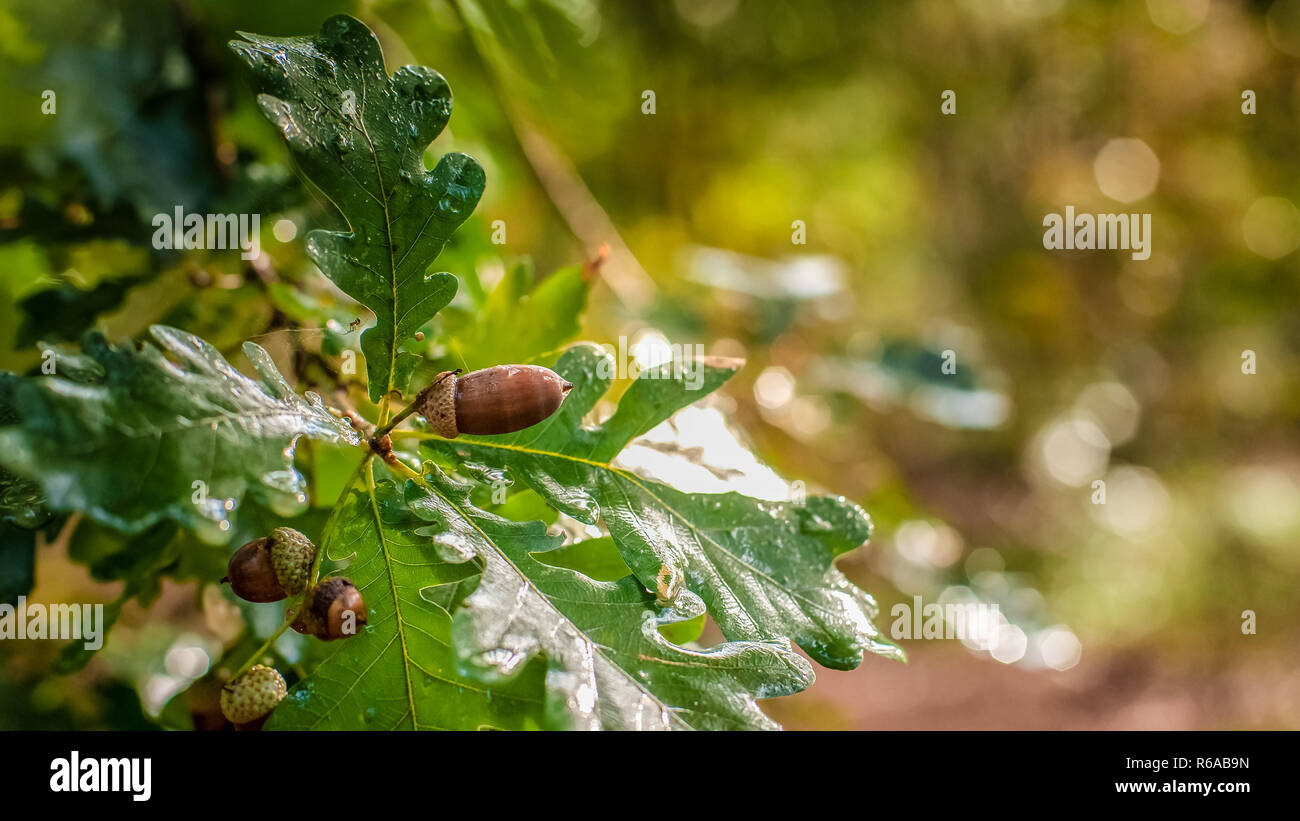 Close-up view of fresh attractive acorns between leaves on oak tree ...