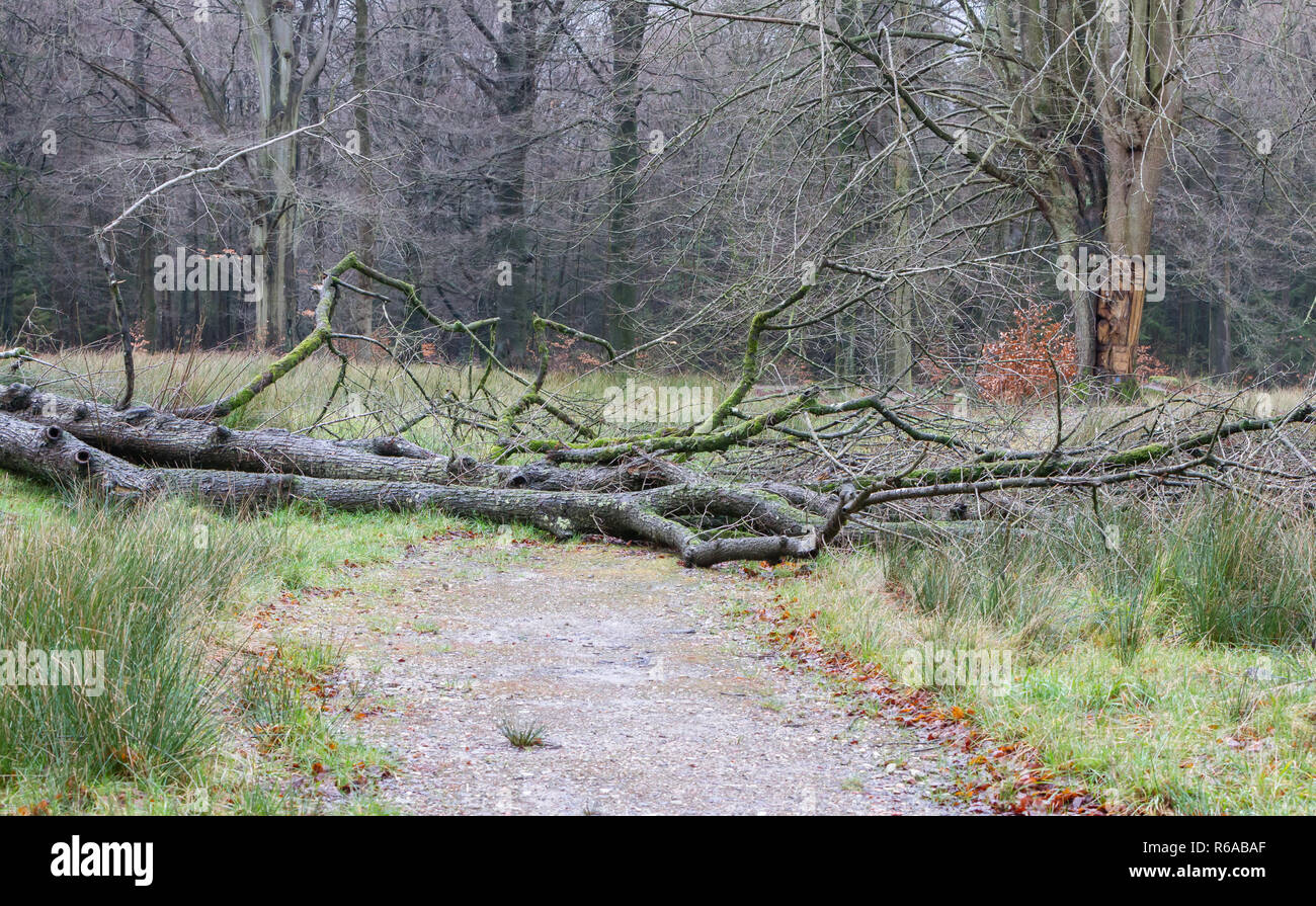 Path blocked by fallen tree hi-res stock photography and images - Alamy