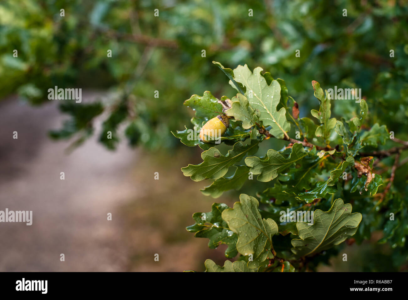 Close-up view of fresh attractive acorns between leaves on oak tree ...