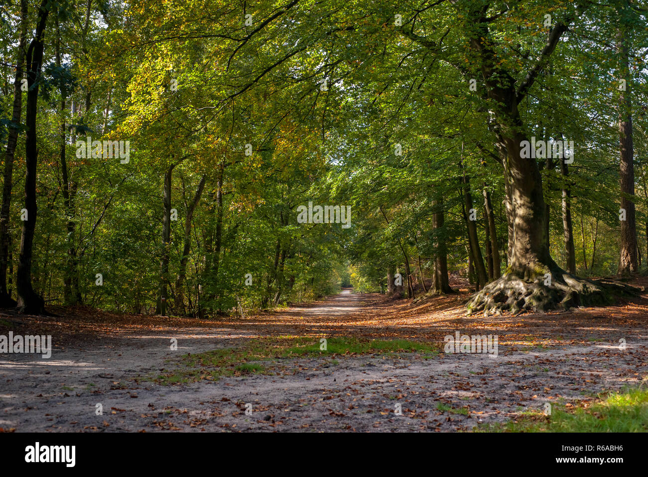 Old solitary tree in colorful deciduous forest at the junction of a ...
