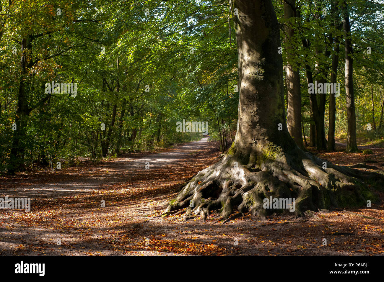 Old solitary tree in colorful deciduous forest at the junction of a ...