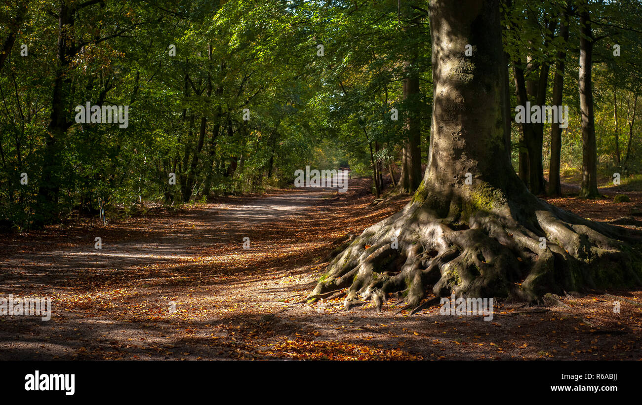 Old solitary tree in colorful deciduous forest at the junction of a ...