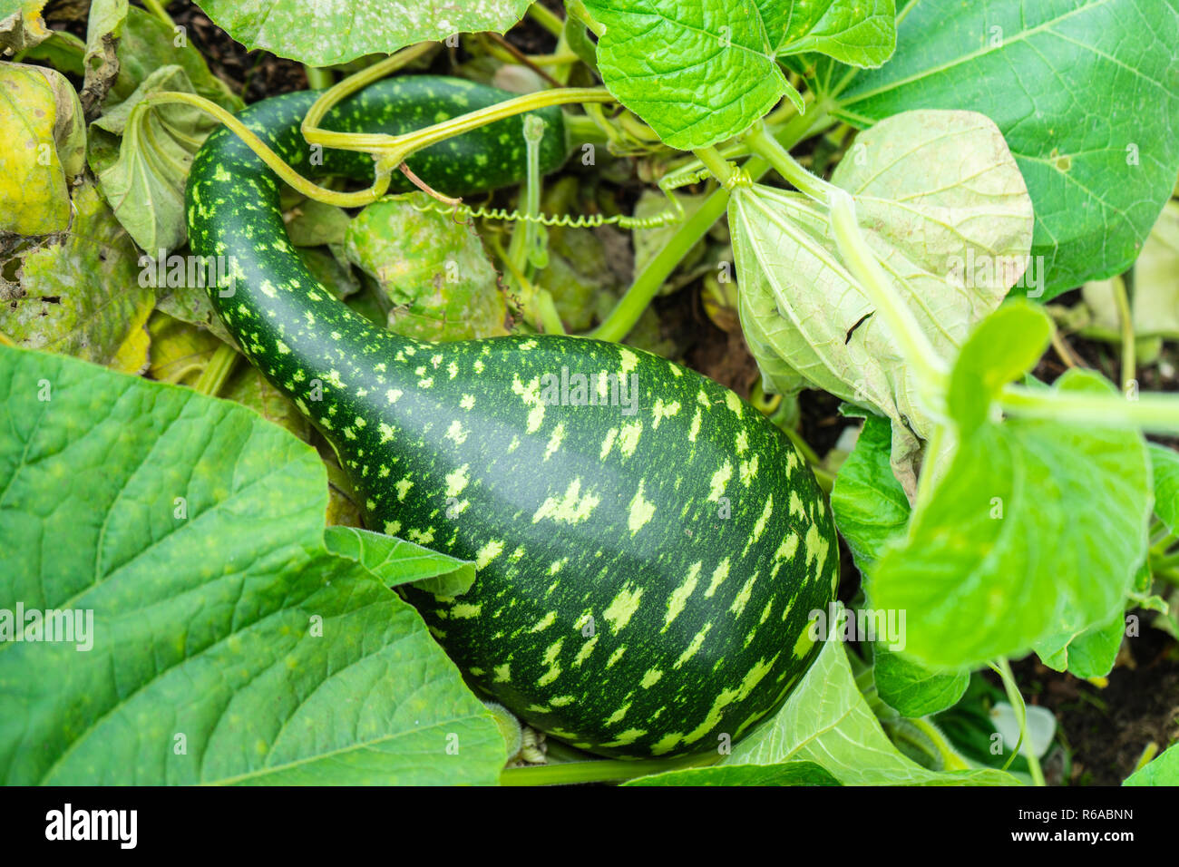 Crook necked geese calabash, bottle gourd or white-flowered gourd Stock ...